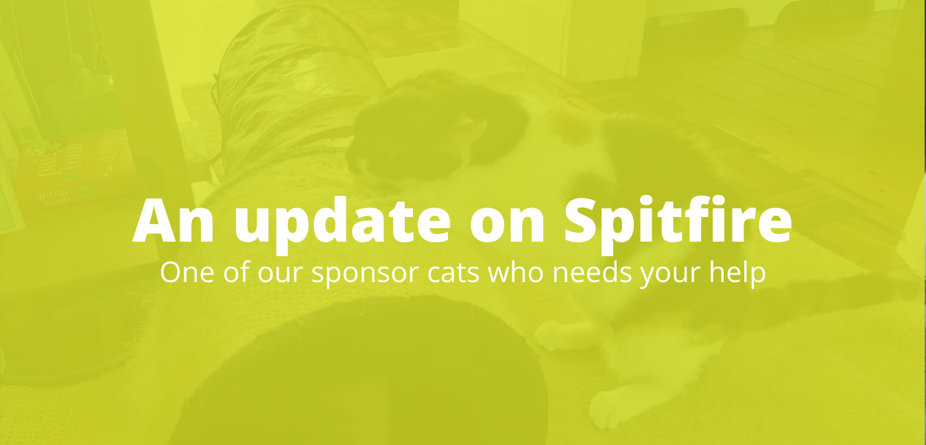 News | The Sheffield Cat Shelter