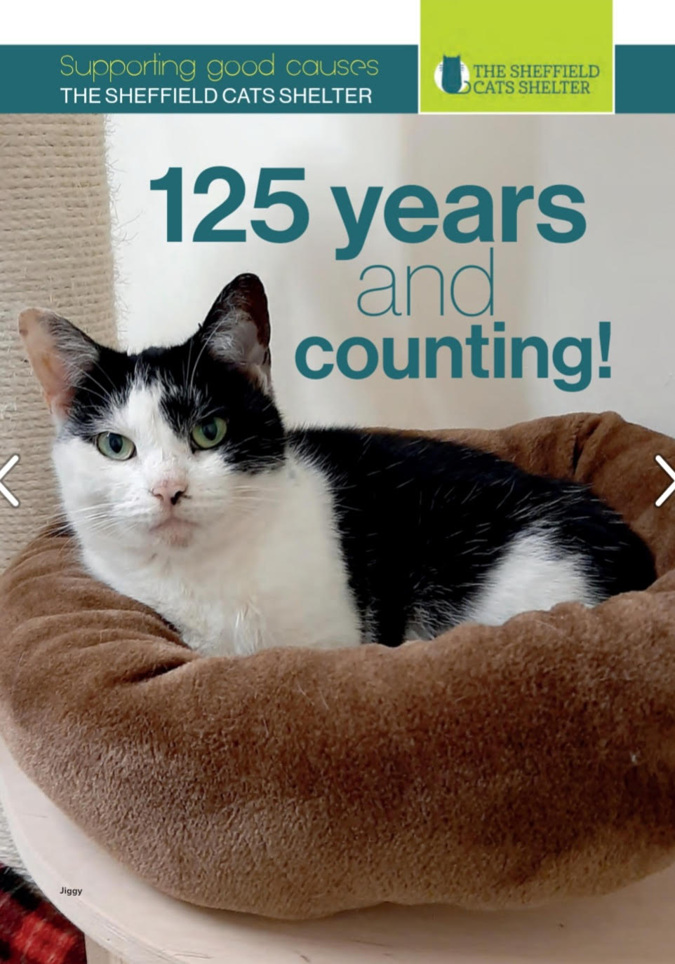 News | The Sheffield Cat Shelter