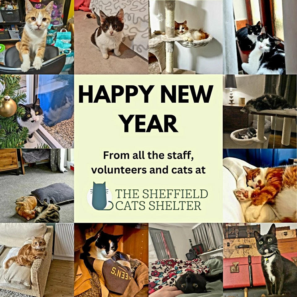 News | The Sheffield Cat Shelter