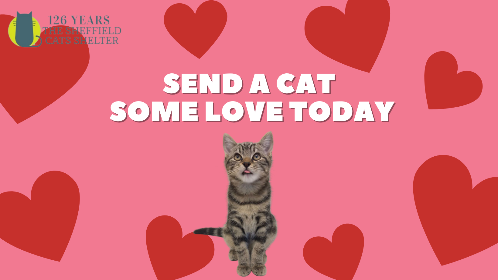 News | The Sheffield Cat Shelter