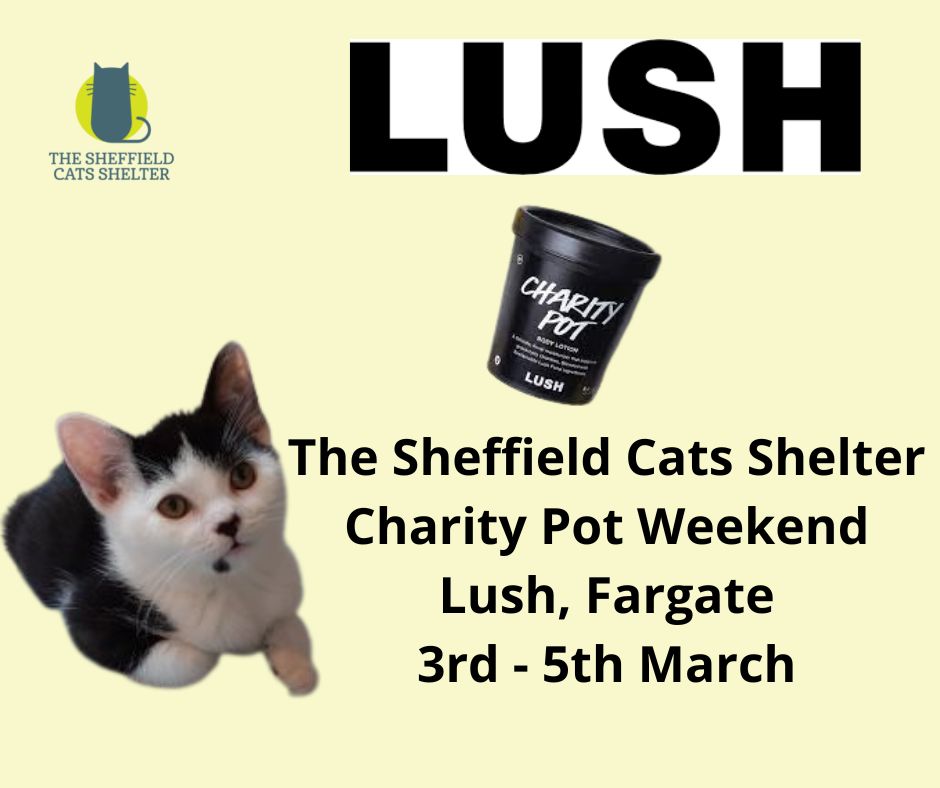 News | The Sheffield Cat Shelter