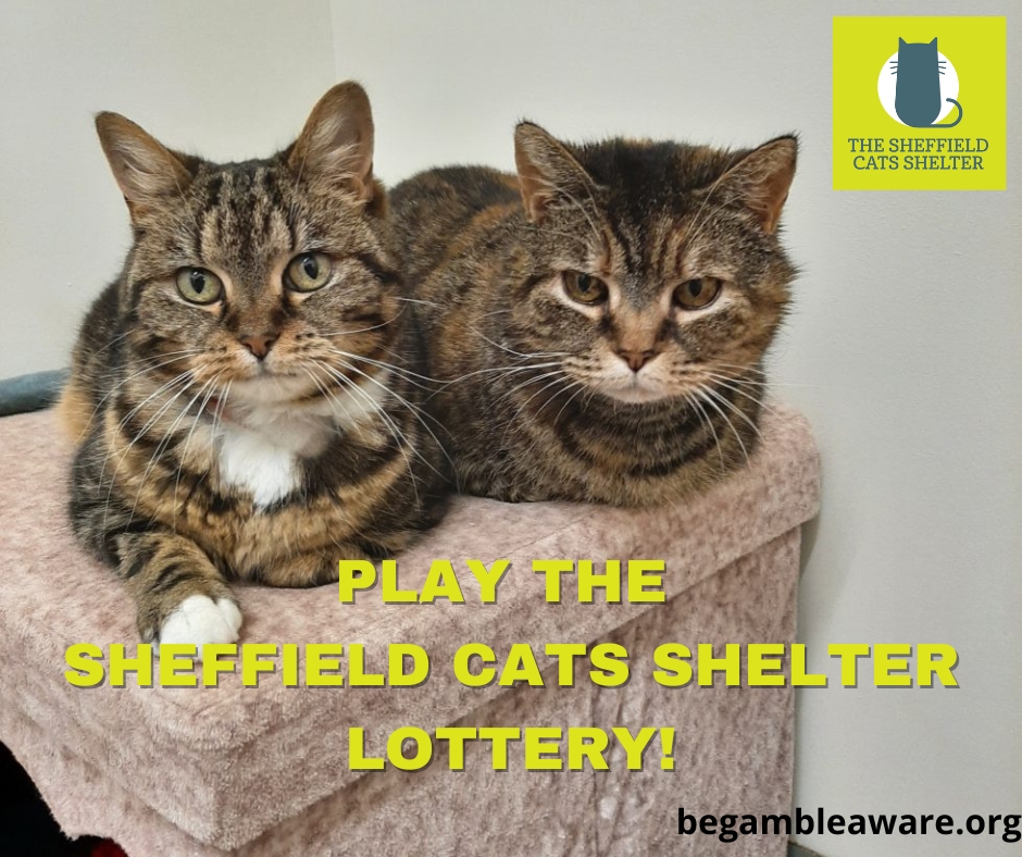 News | The Sheffield Cat Shelter