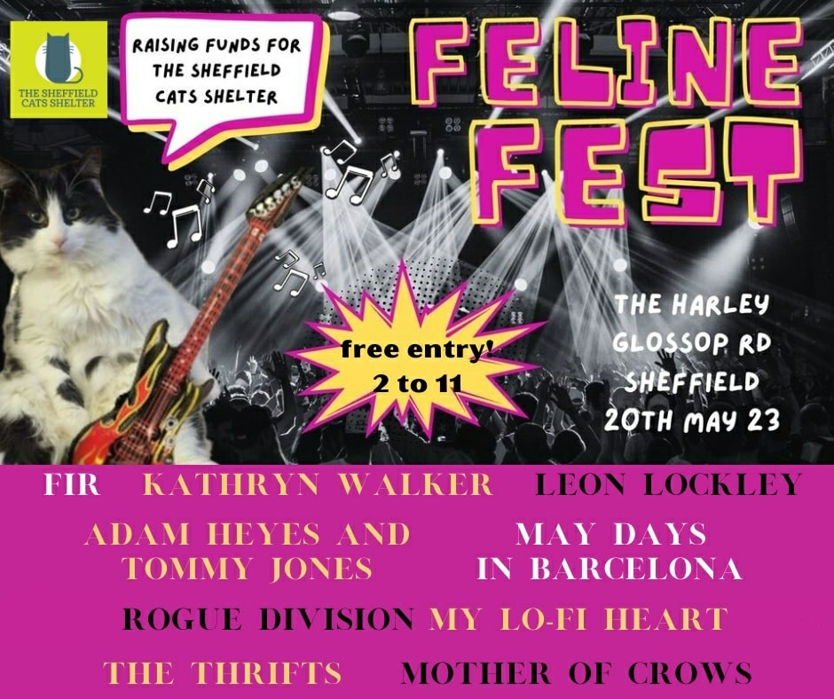 News | The Sheffield Cat Shelter