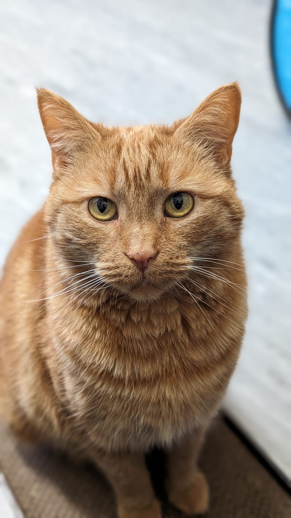 Adoption Process Information - The Sheffield Cats Shelter