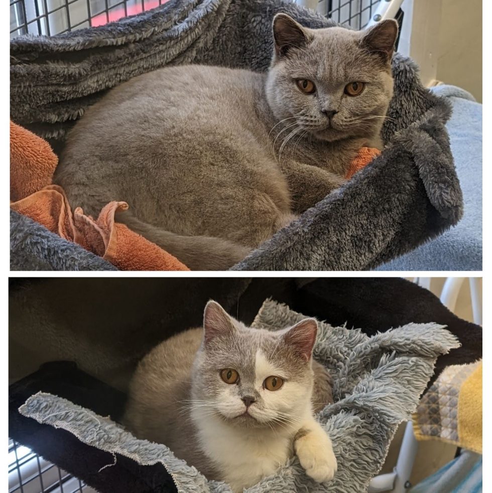 Recovery Tails – Day 3 – Russell & Howard - The Sheffield Cats Shelter