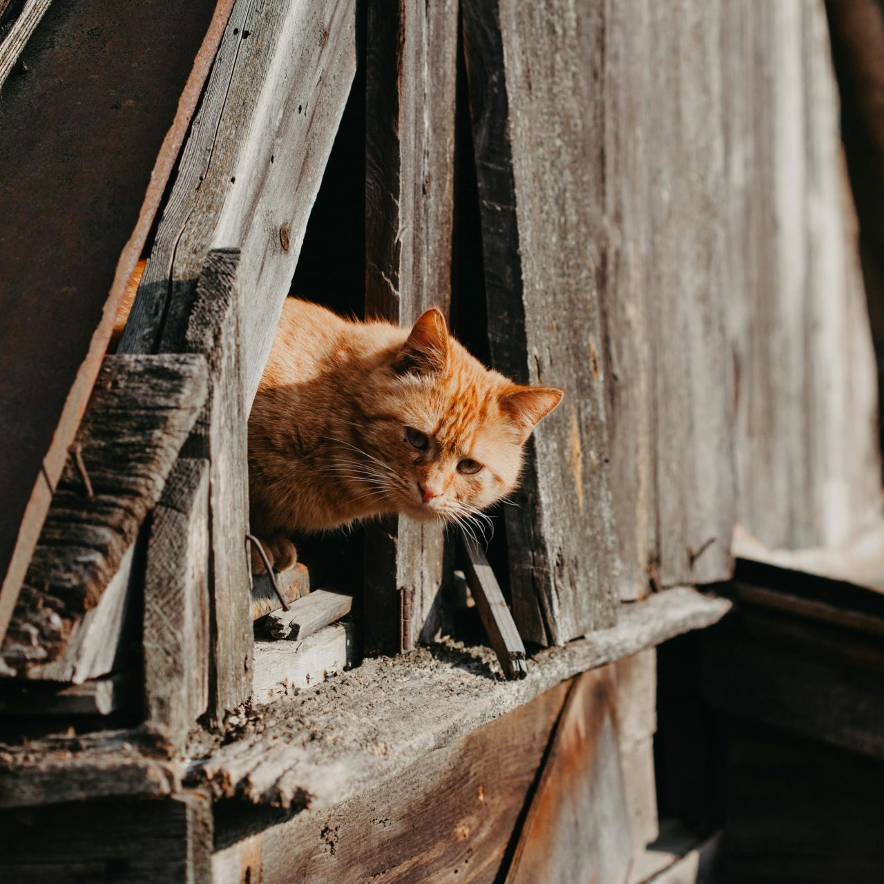 View Our Cats - The Sheffield Cats Shelter