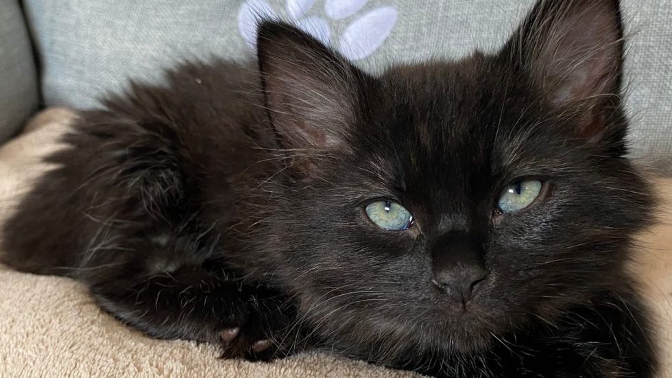 The History of Black Cats - The Sheffield Cats Shelter