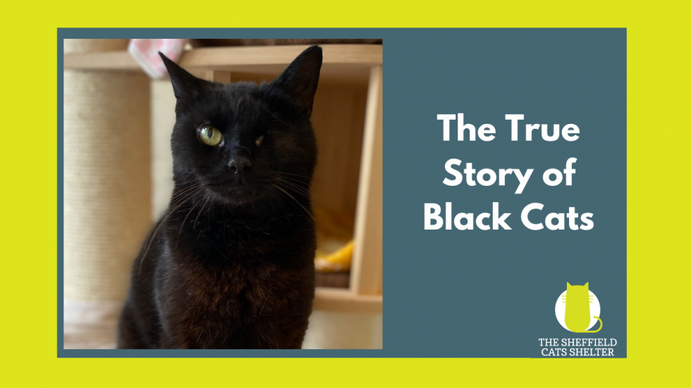 The History of Black Cats - The Sheffield Cats Shelter