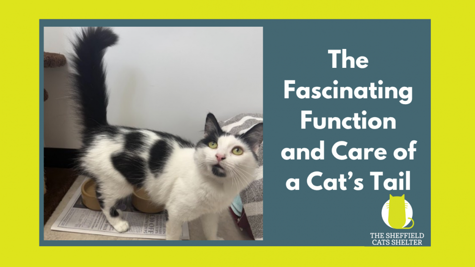 What Your Cat’s Tail Says About Their Health & Emotions - The Sheffield ...